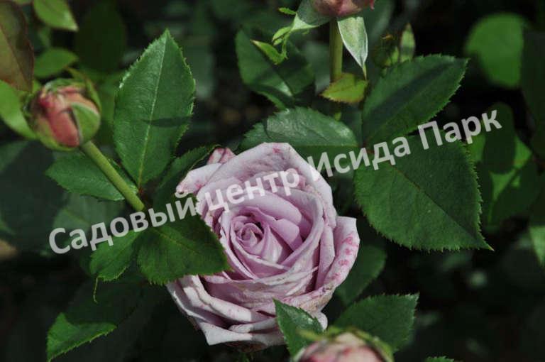 Роза Индиголетта (Indigoletta) саженцы купить в Москве и Подмосковье в ...